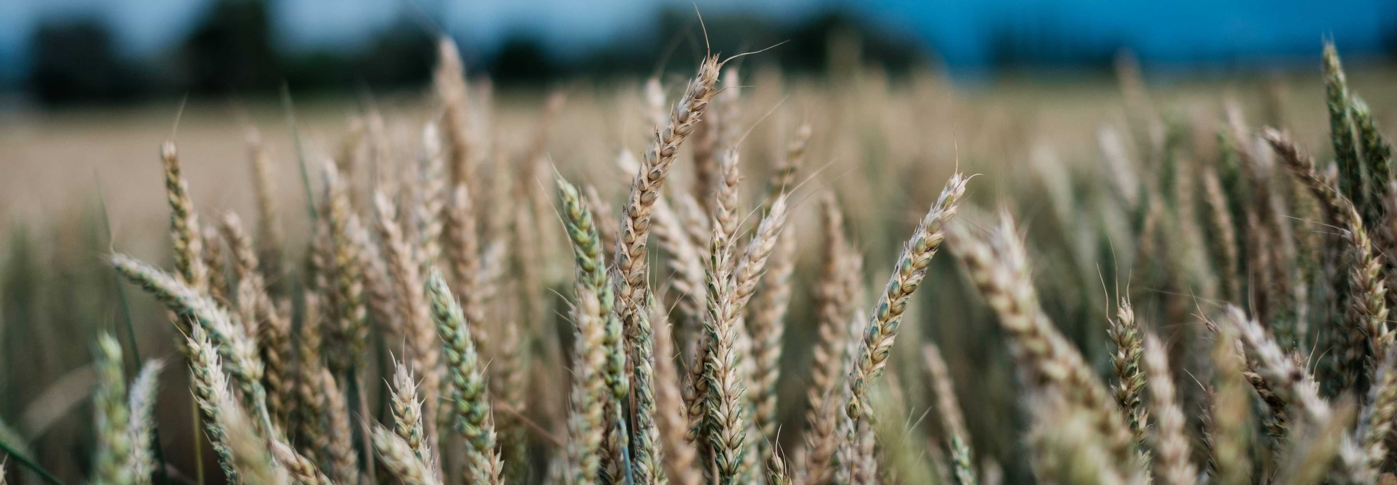 Developing new crops | DataStories a Partners in Performance Company